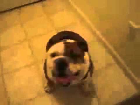 HURR DURR DOG!!!!! hahahahaha LOL!!! XD - YouTube