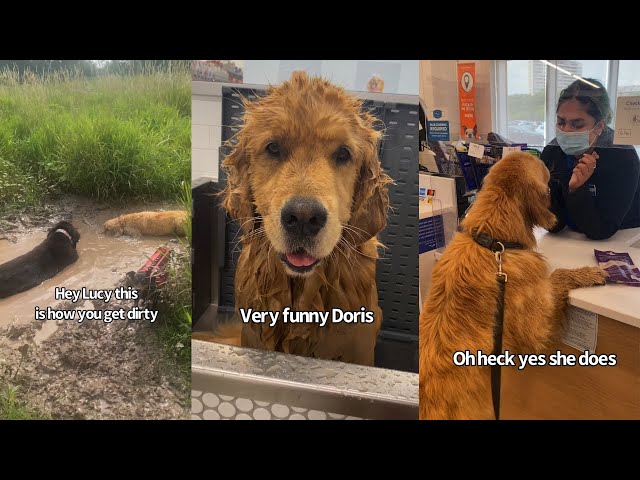 Bashful Dog Memes 17 Grosser Than Gross Moments In Dog Parenting