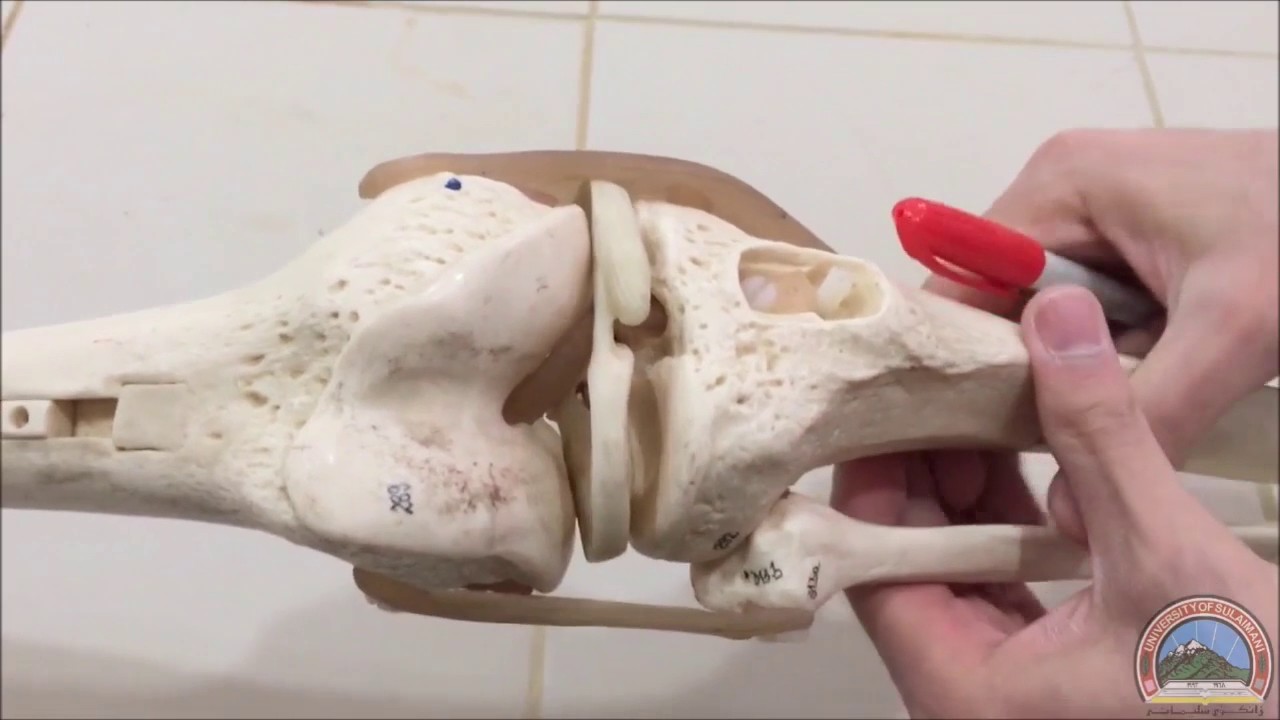 Joints of the Lower Limb (Subtitled) - YouTube