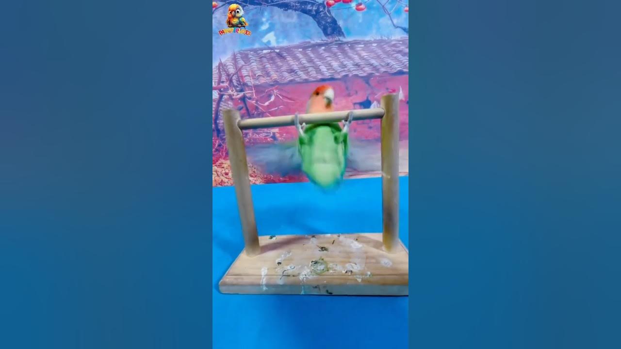 "How To Train Your Parrot 04." - YouTube