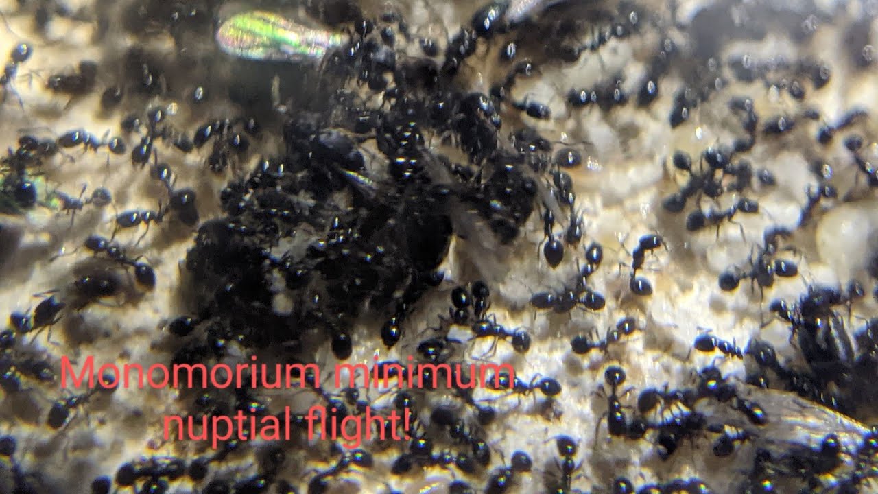 Monomorium minimum nuptial flight! - YouTube