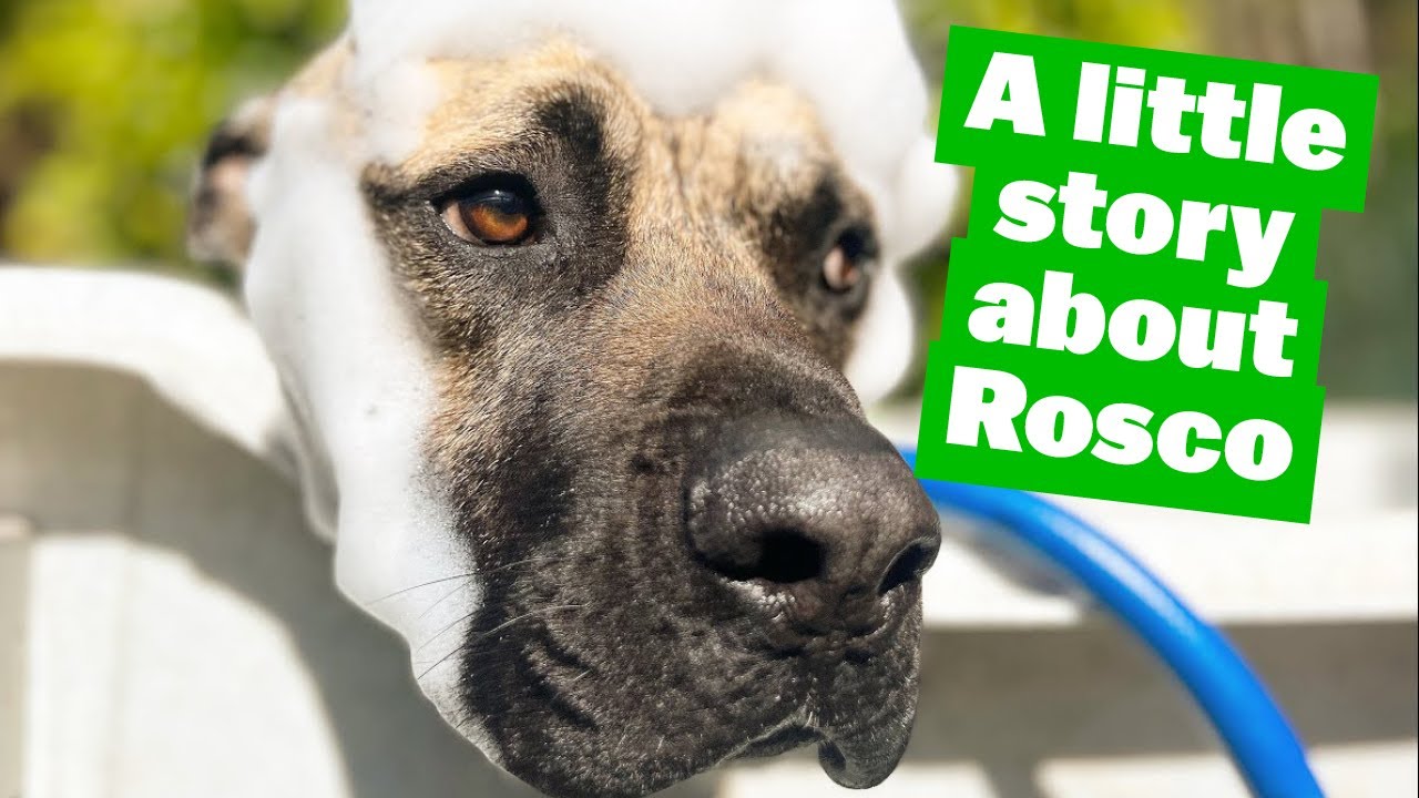 A Little Story about Rosco - YouTube