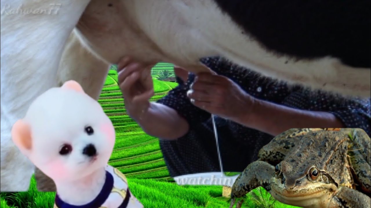 Learn to Get to Know Animals and Animal Sounds Around Us, Animal World ...