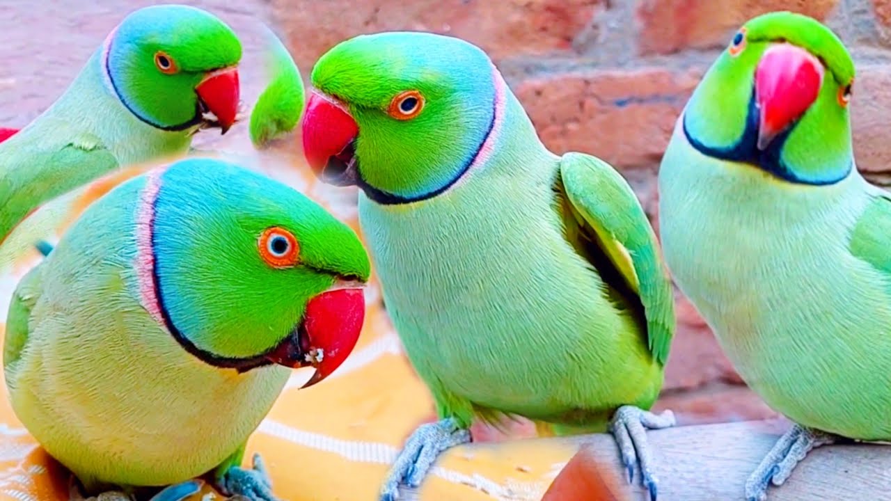 Indian Parrot Mix Compilation🍃 Birds Video's Natural Colourfull⚘️ - YouTube