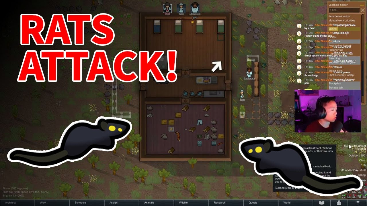 Rimworld Attack: Mad Rat Strikes, Colonists Fighting for their Lives ...