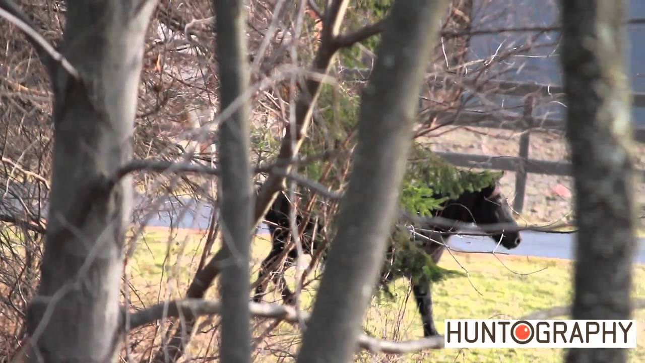 Drury Outdoors M.A.D. Heat Bleat Call draws in a Monster Horse while ...