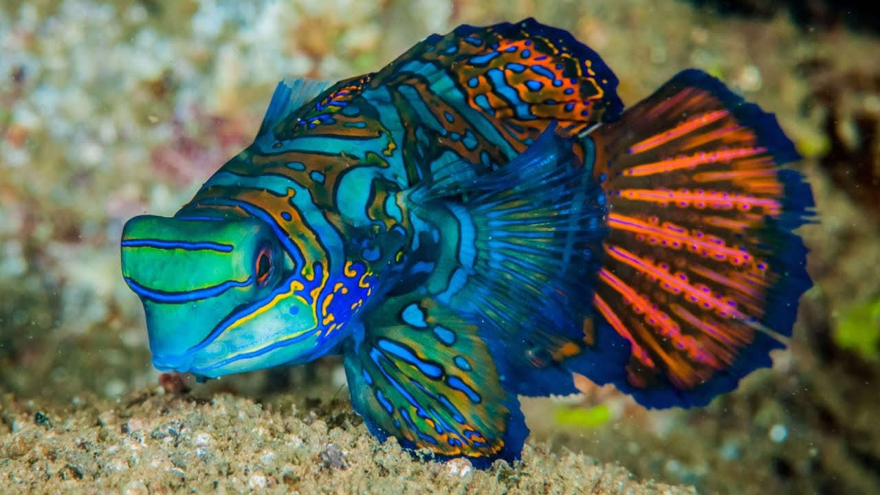 Mandarinfish - Most Mesmerizing Fish In The Ocean - YouTube