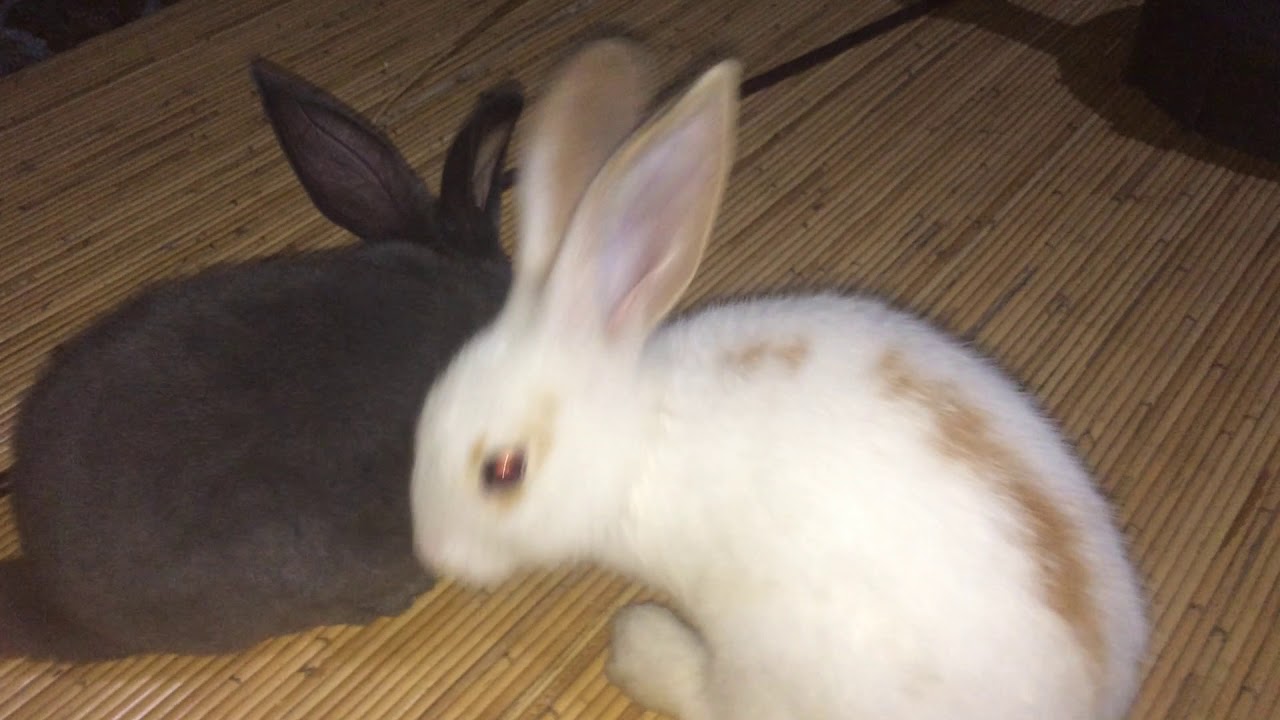 Bunny friend part 6 - YouTube