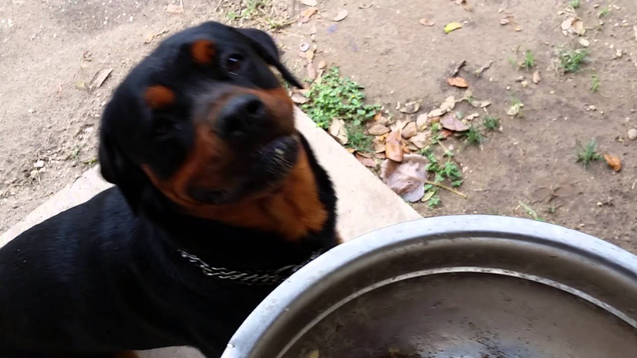 Rottweiler puppy eating raw chicken - YouTube