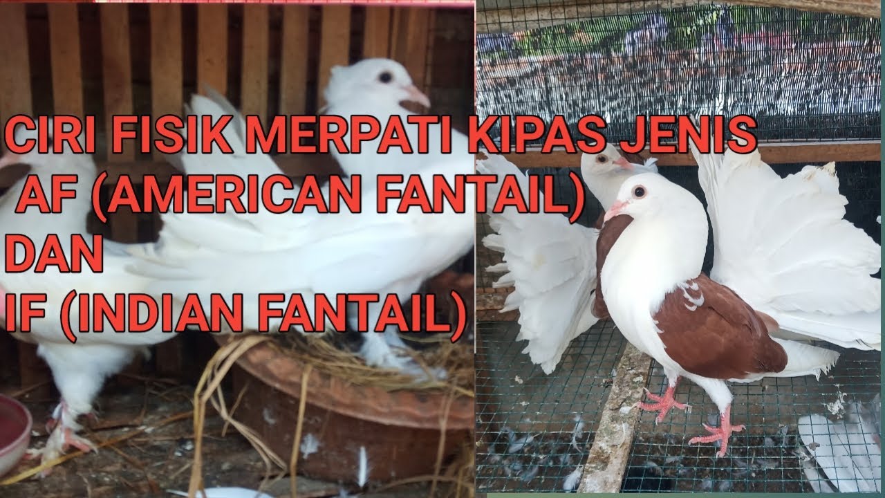 Ciri-ciri perbedaan fisik antara merpati kipas AF ( American fantail ...