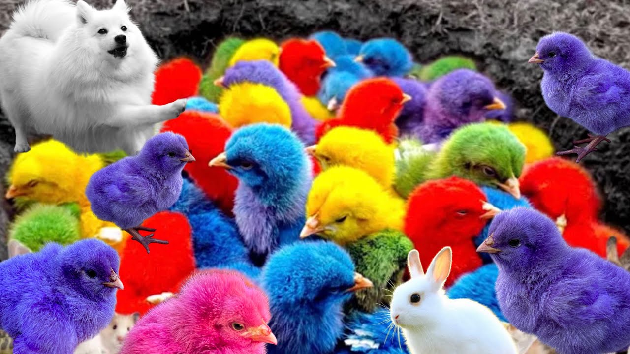 Ayam,Catch cute baby Chicken a lot of color,rainbow chicken,cute ...