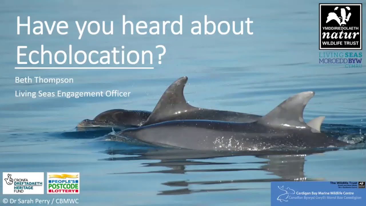 Find out about dolphin echolocation - Have you heard about Echolocation ...