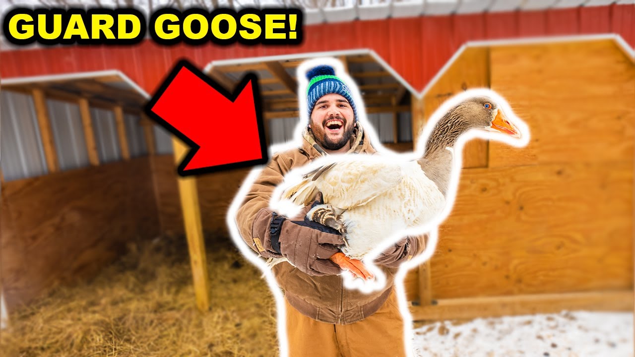 I Bought a FLOCK of ANGRY GUARD GEESE for My BACKYARD FARM!!! - YouTube