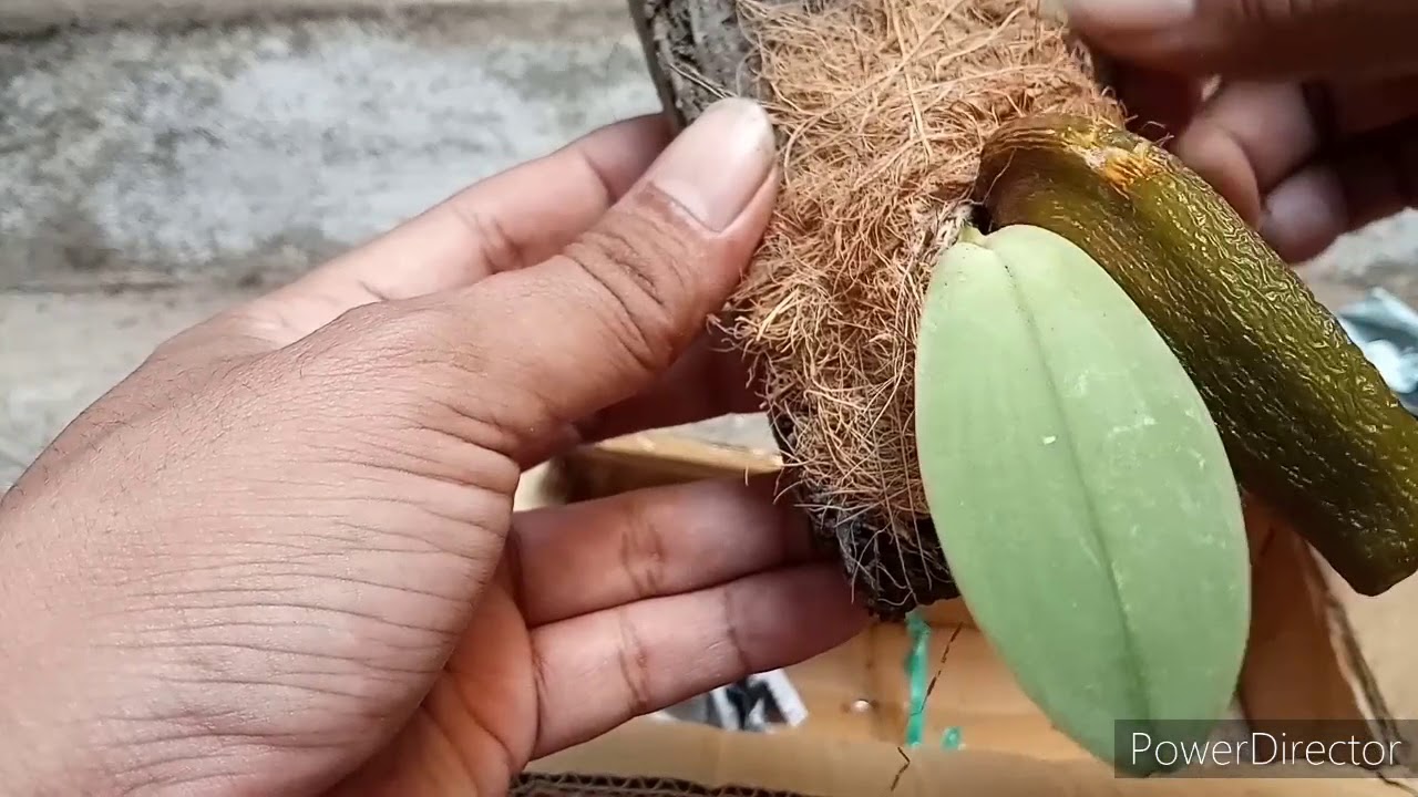 UNBOXING PAKETAN ANGGREK DASI (BULBOPHYLUM PHALAENOPSIS) - YouTube