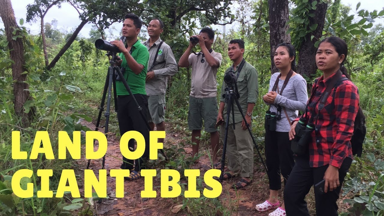 Land of Giant Ibis - Ecotourism Community - Cambodia's Wild - YouTube