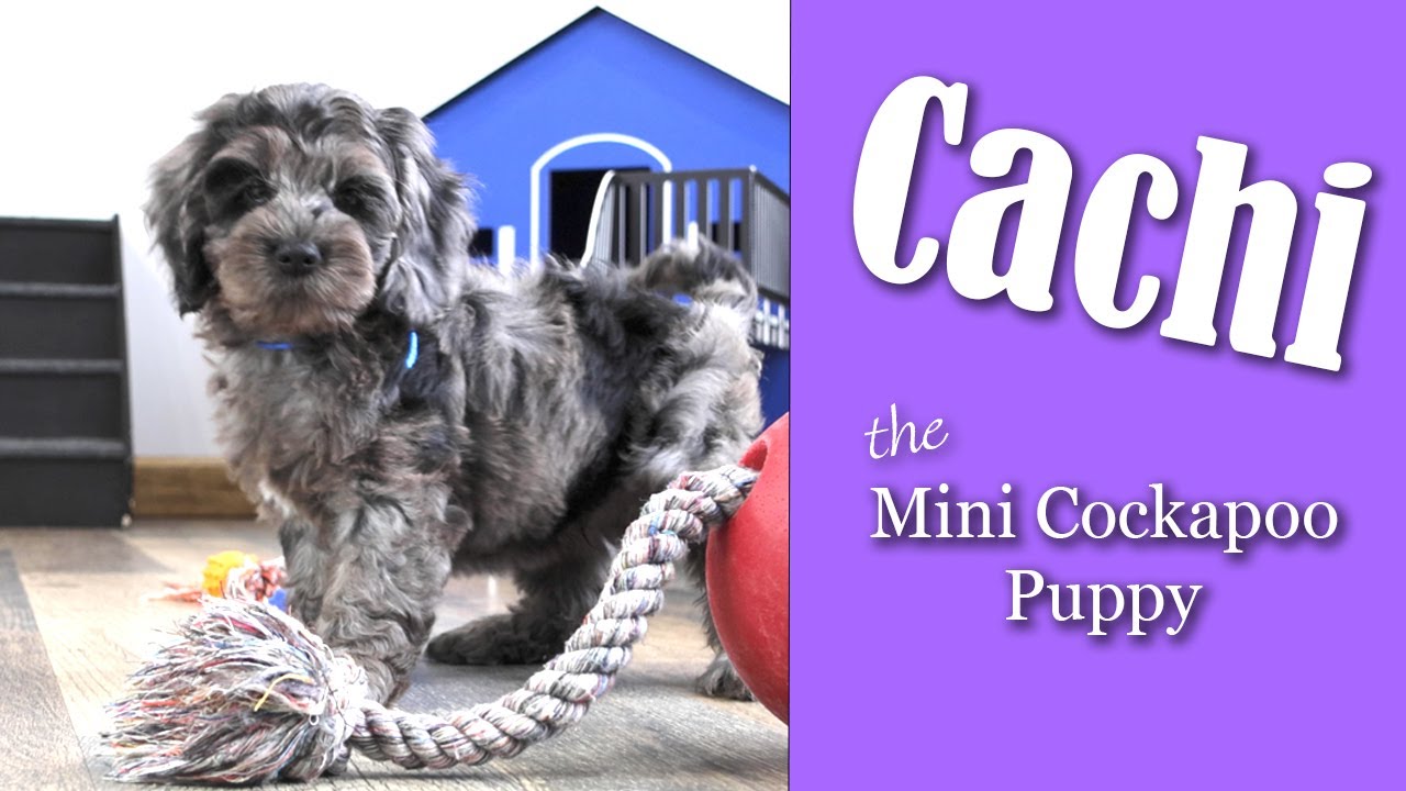 Cachi the BLUE MERLE Mini Cockapoo AVAILABLE at DeazDoodleRanch.com ...