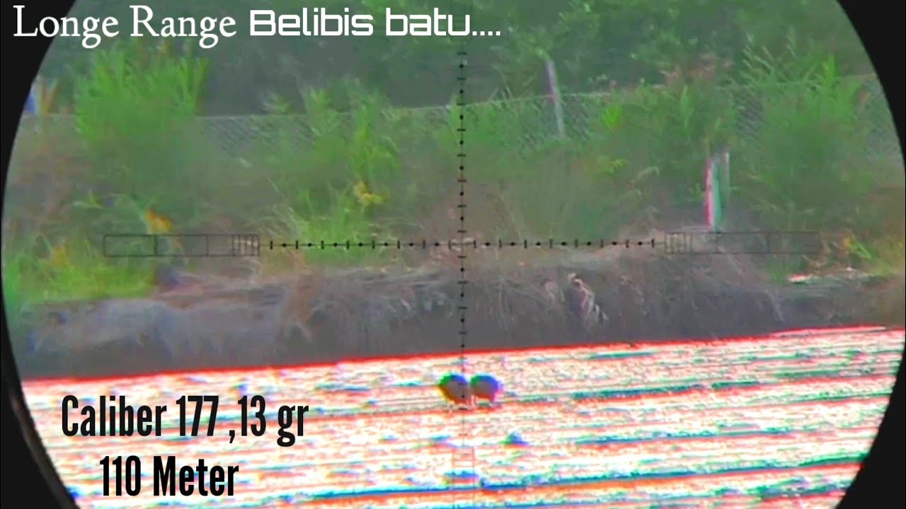 LONGE RANGE BELIBIS BATU || BERBURU BELIBIS - YouTube