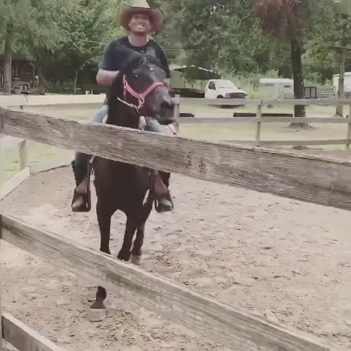 My Arabian Horse 🐎 - YouTube