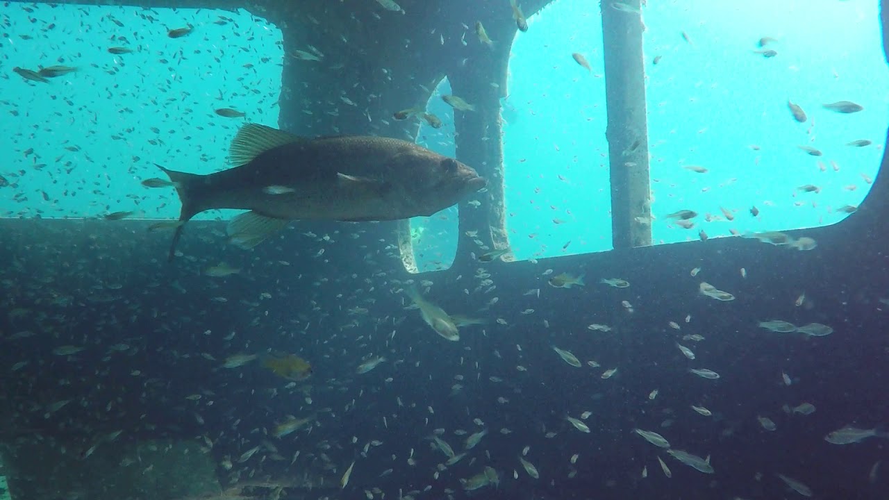 Inside a sunken bus. - YouTube