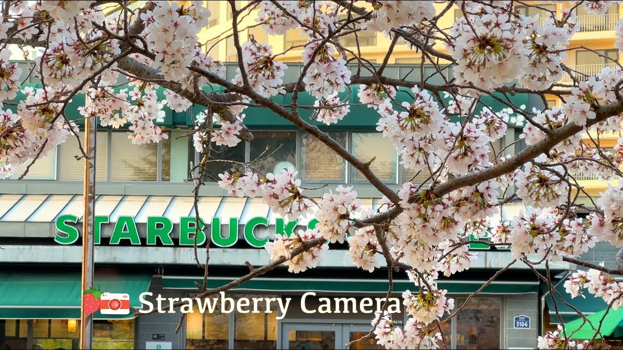 𝐏𝐥𝐚𝐲𝐥𝐢𝐬𝐭 따사로운 봄을 기다리며🌸듣기 좋은 노래모음 🍓Strawberry Camera - YouTube