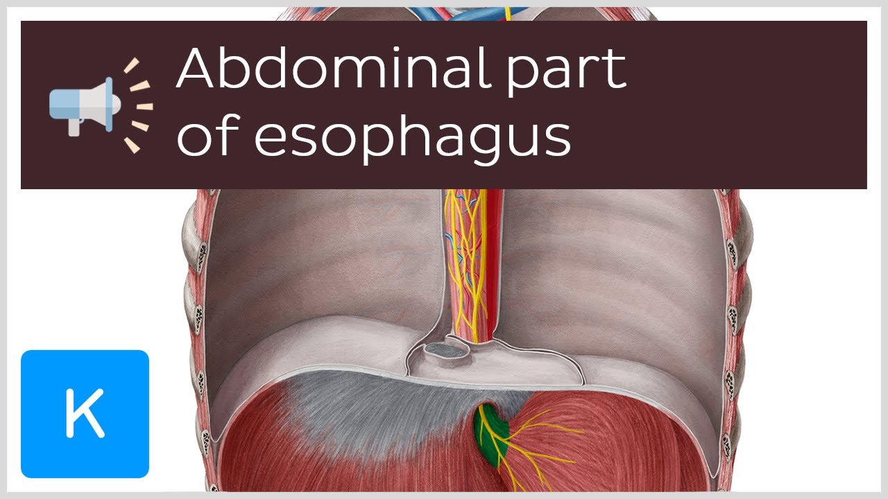 Parts Of Esophagus