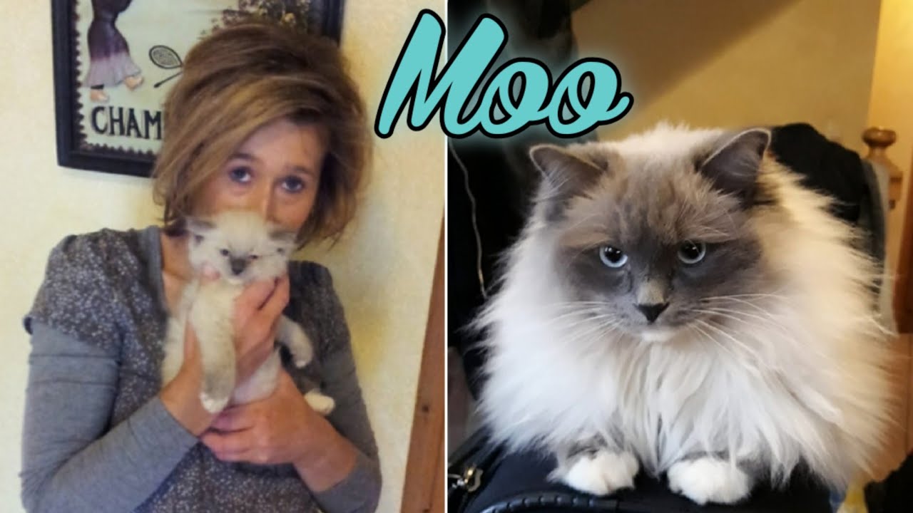 Radgdoll Cat Moo - Special Video - YouTube