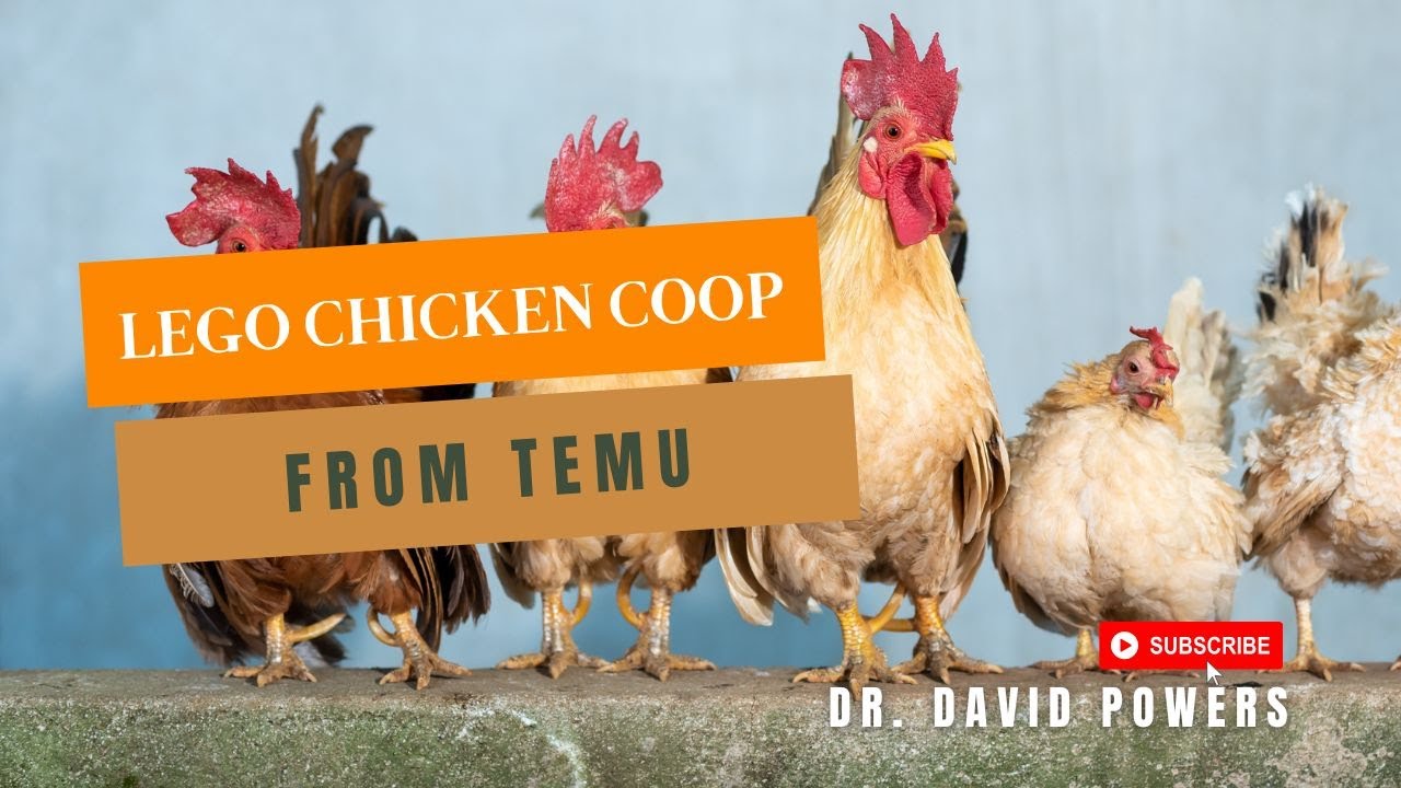 Chicken Coop- First Lego (sort of) Build from Temu - YouTube