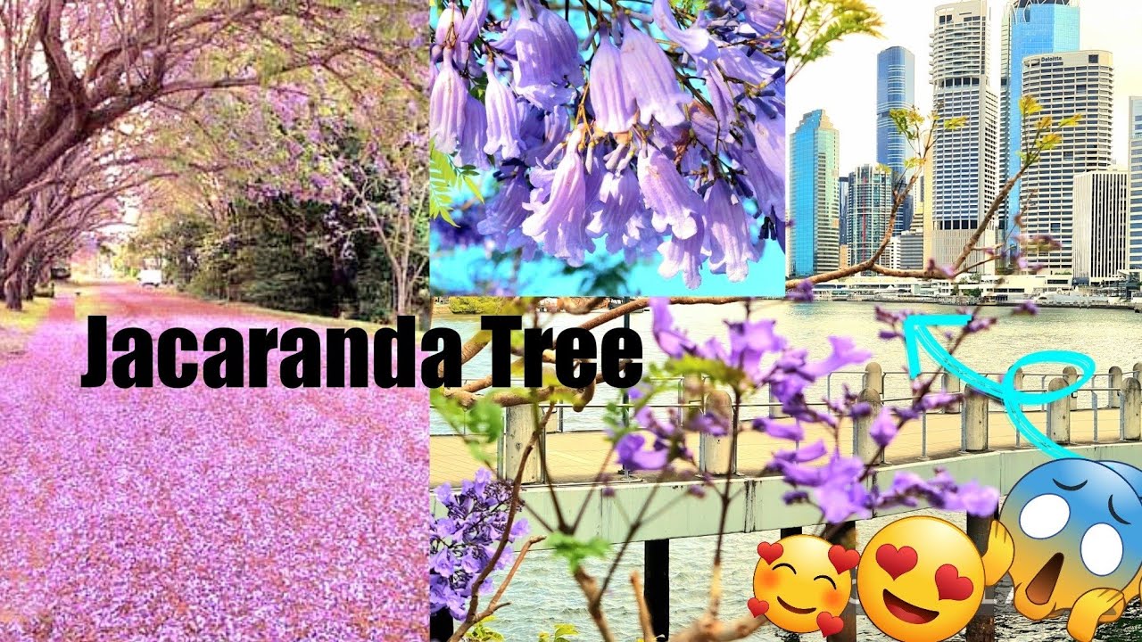 Jacaranda Tree Season | Purple Carpet | Kangaroo point Brisbane City # ...