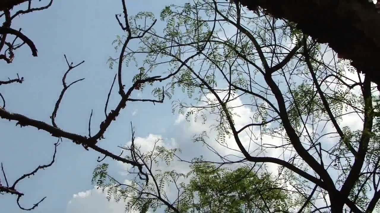 Flora of Surguja district of Indian state Chhattisgarh. Part-110 ...