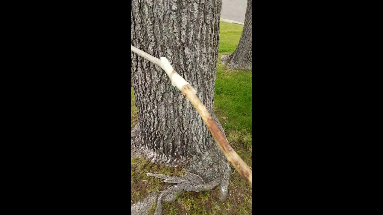 Hitting a tree with a stick Vol 61 but the stick is extended - YouTube