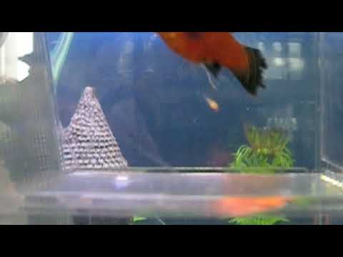 Platy giving birth to 10 babies over 30 minutes - YouTube