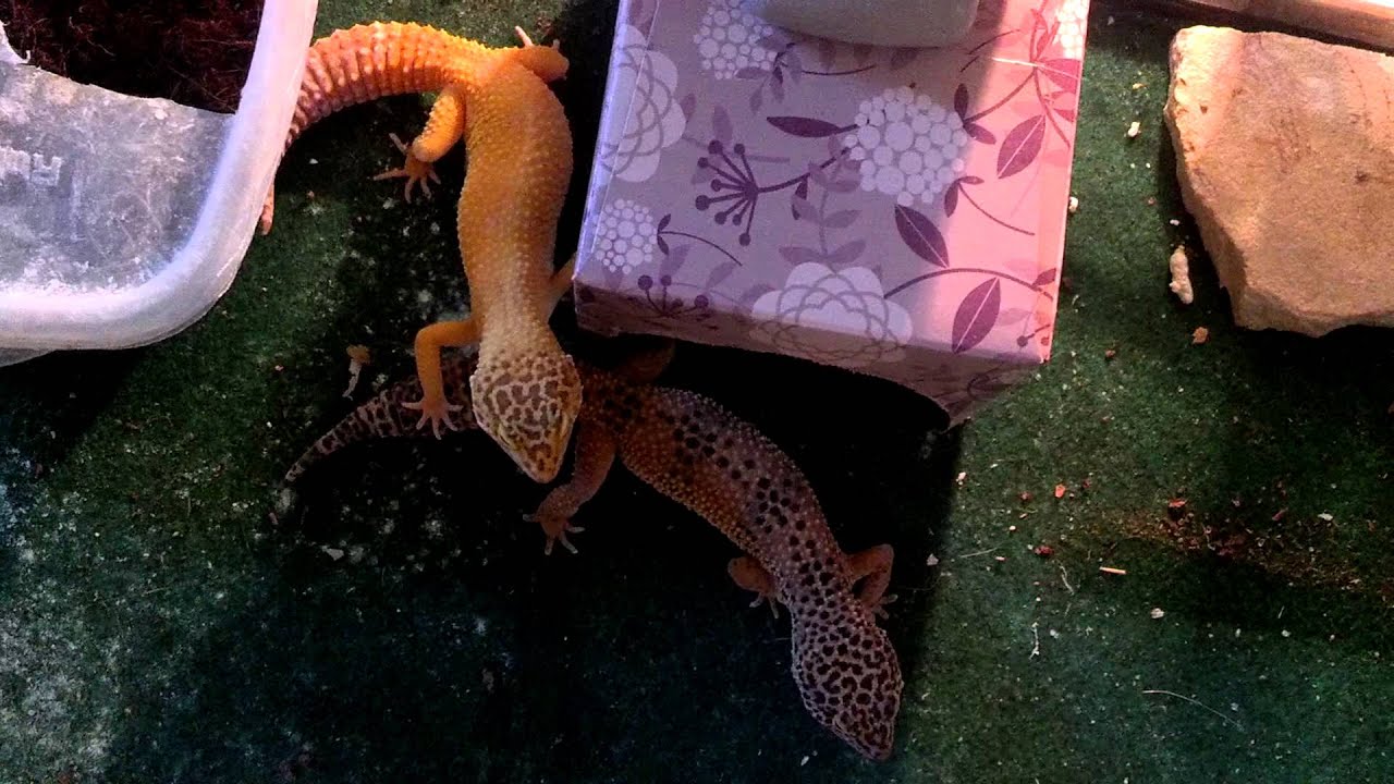 Adult leopard gecko tank set up - YouTube