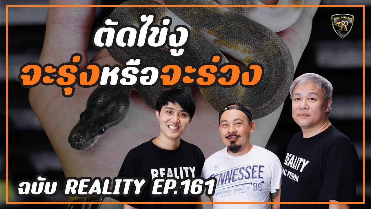 ตัดไข่งูบอล ใครแพ้โดน? 【 EP.161 | 4K 】#realityballpython - YouTube