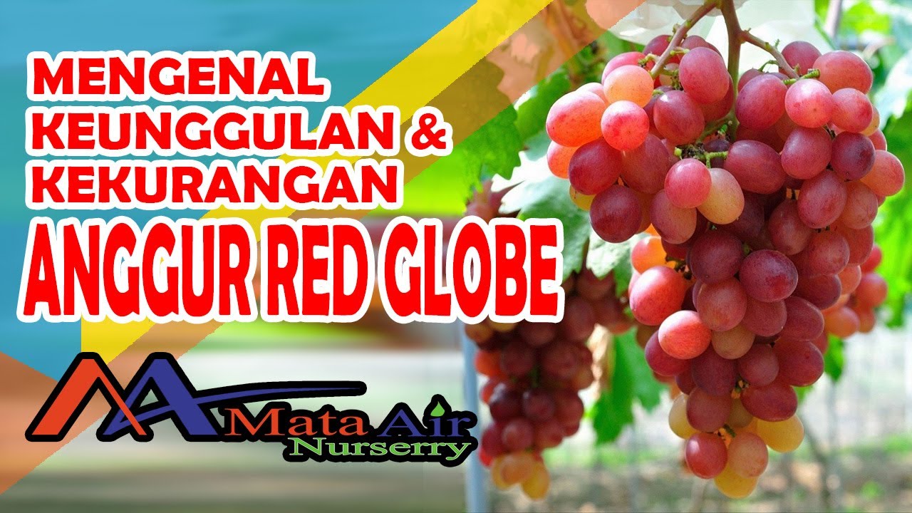 INILAH KEUNGGULAN DAN KEKURANGAN ANGGUR RED GLOBE YANG PERLU SOBAT ...