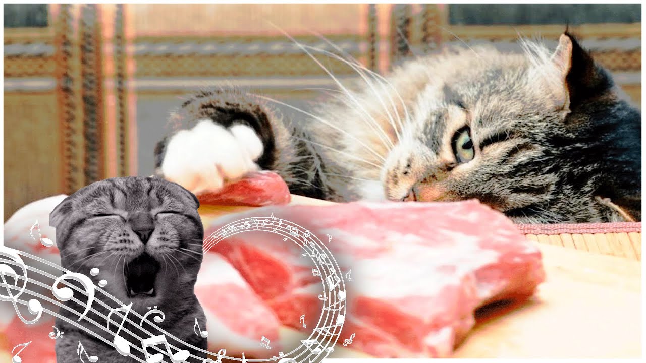 GATO ROUBANDO COMIDA - YouTube