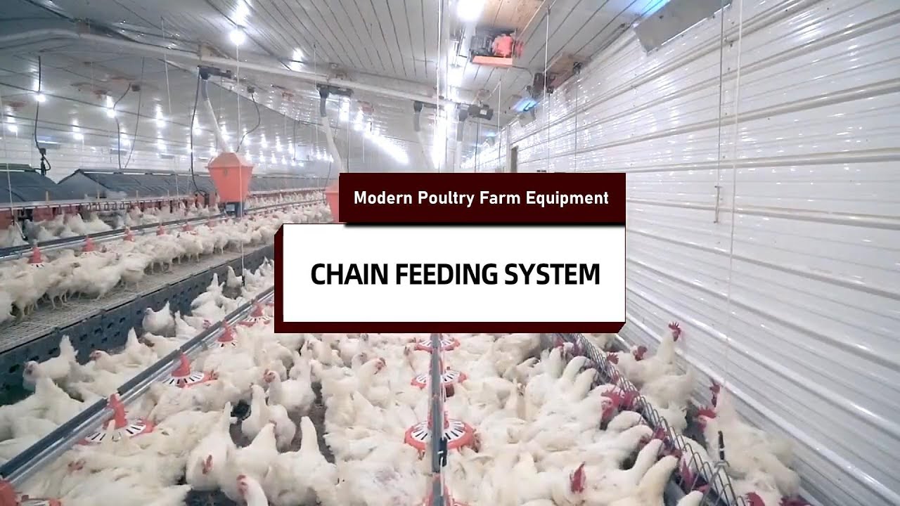 Poultry farm chain feeding line system - YouTube