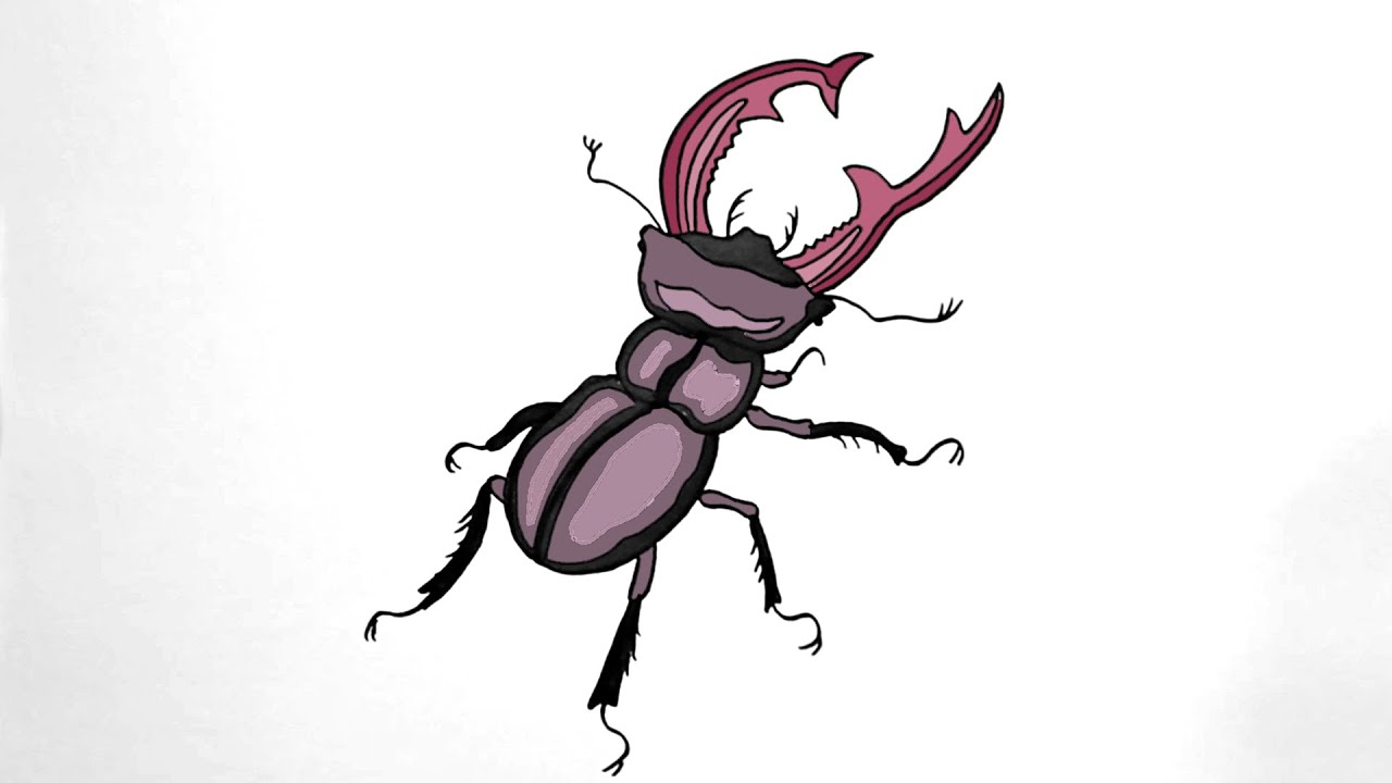 How to Draw STAG BEETLE - YouTube