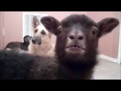 Lamb saying YEAH! Pulp Fiction edition!! LAMB FICTION - YouTube