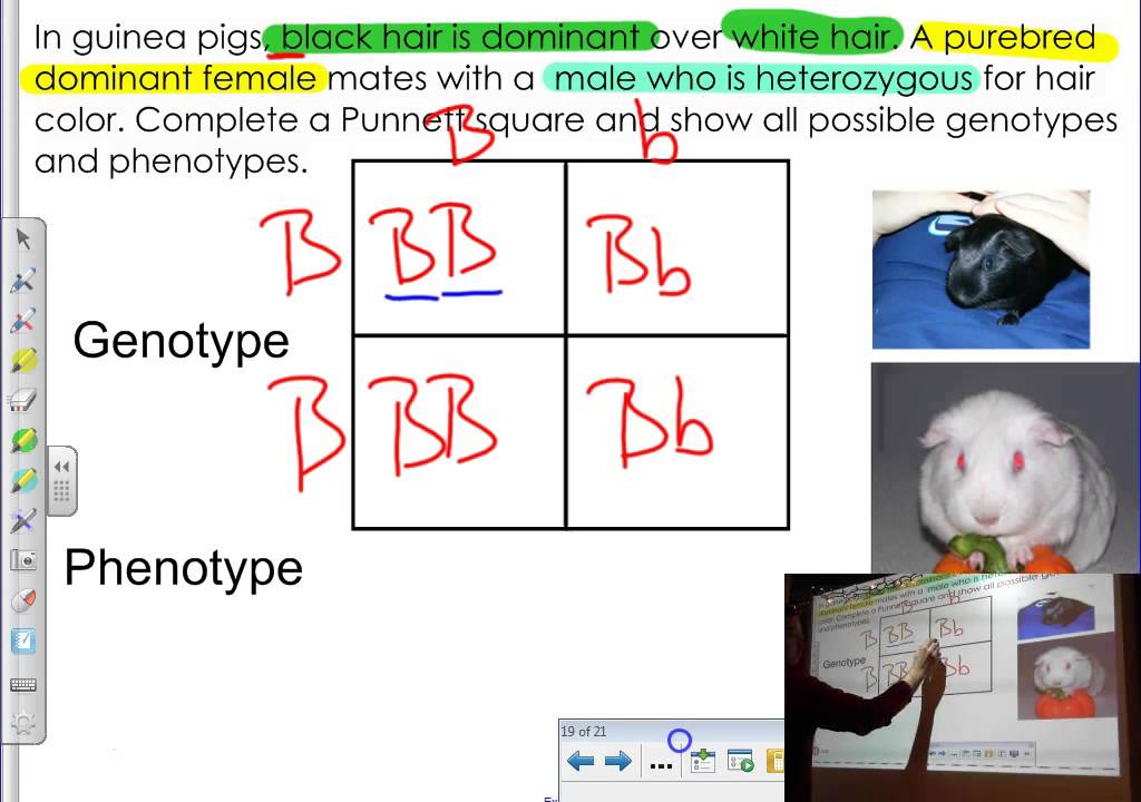 Punnett Square Review - YouTube