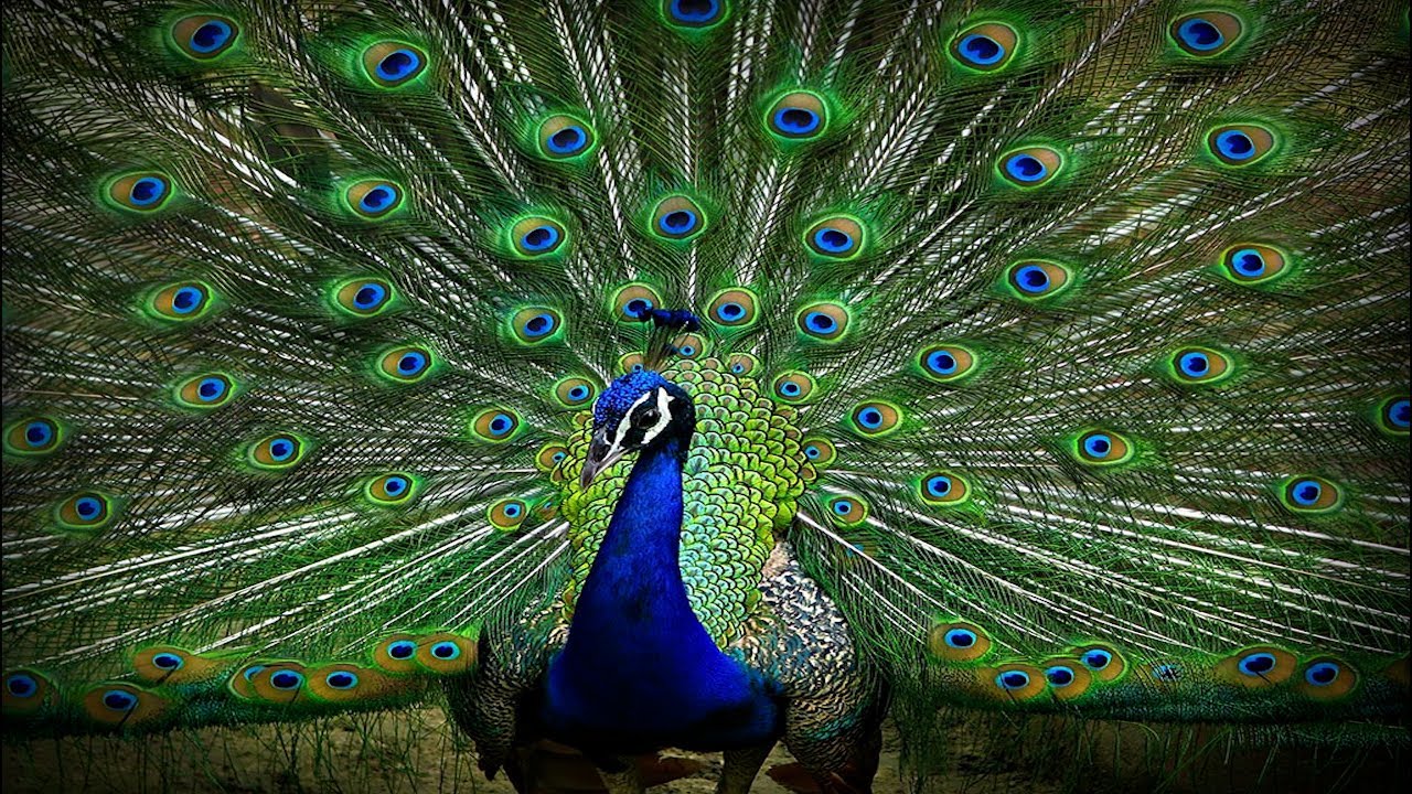 Beautiful Peacock Dance With Natural Sound Youtube