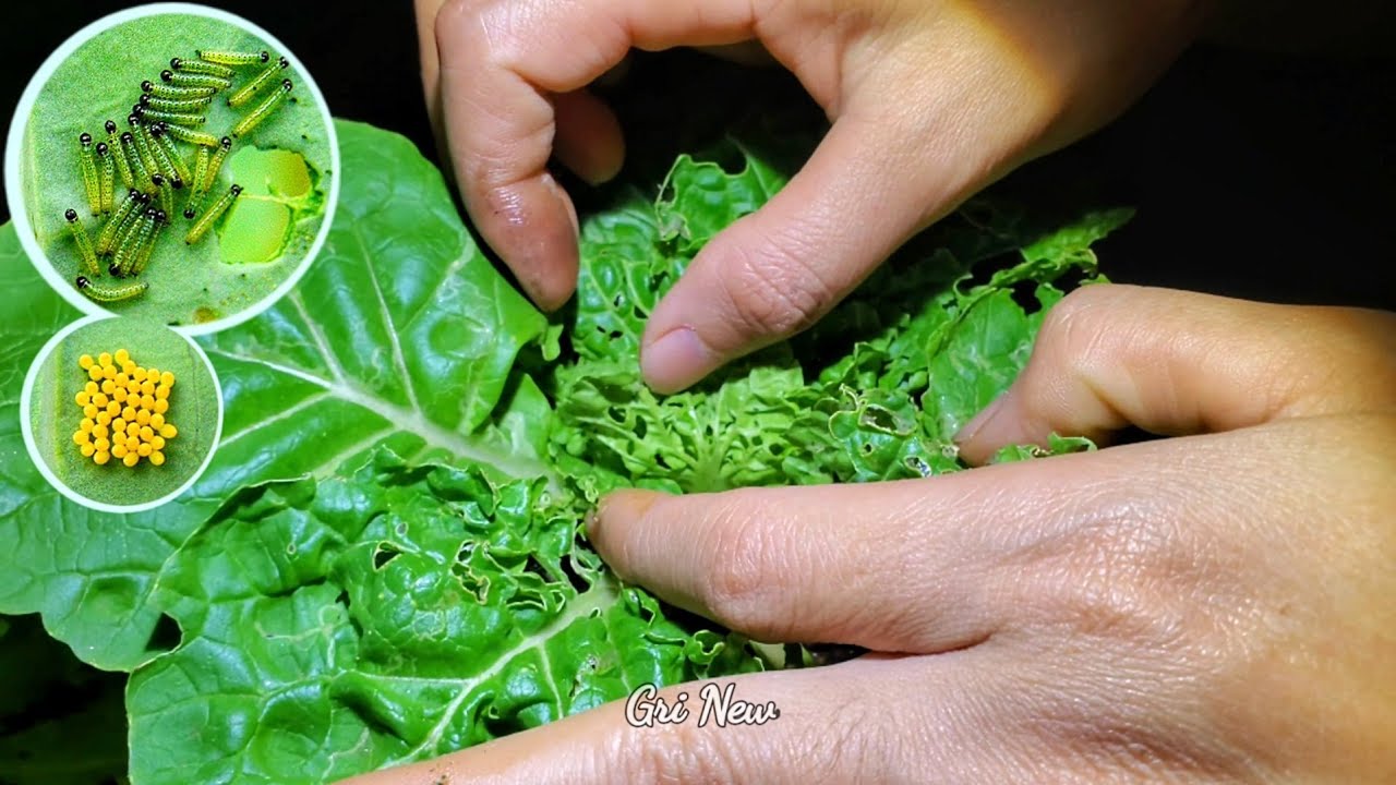 01. 🐛 Catch worms on vegetables 🐛 - YouTube