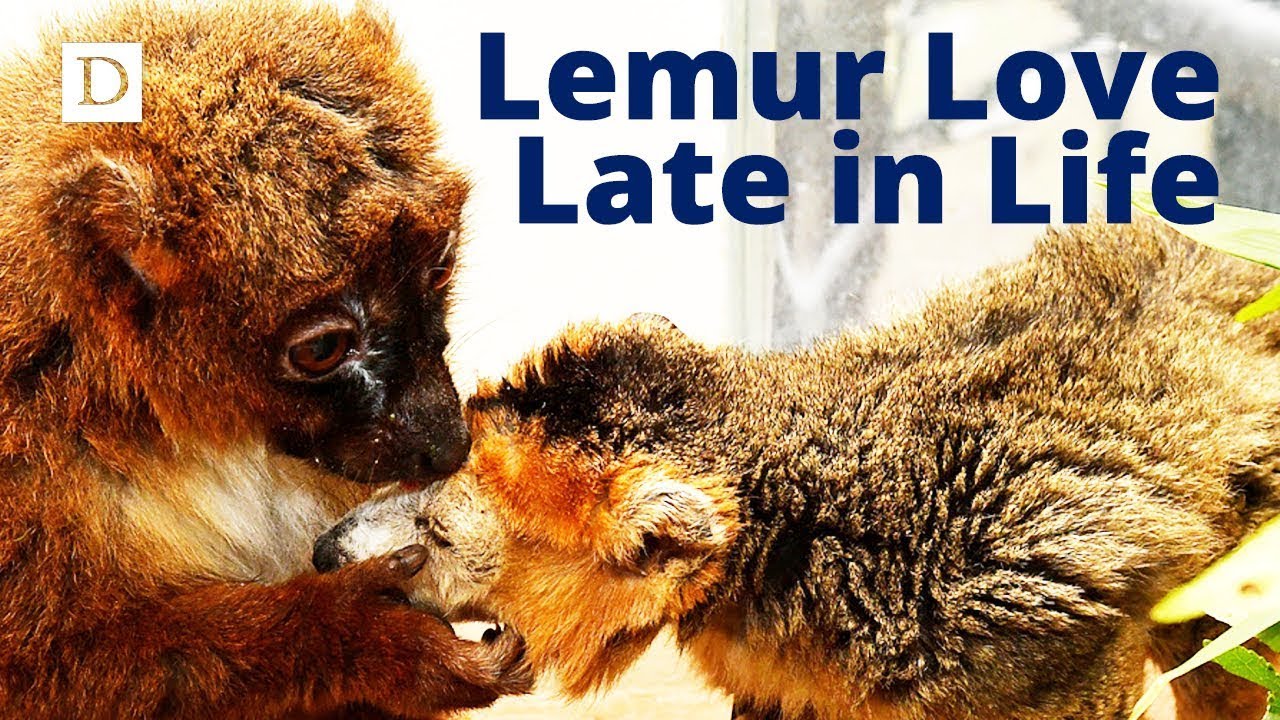 Lemur Love Late in Life - YouTube