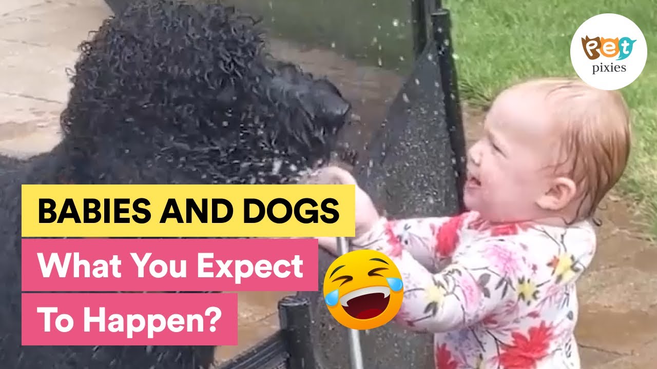 What Happens When Babies And Dogs Meet You ll NEVER Believe It what-happens-when-babies-and-dogs-meet-you-ll-never-believe-it