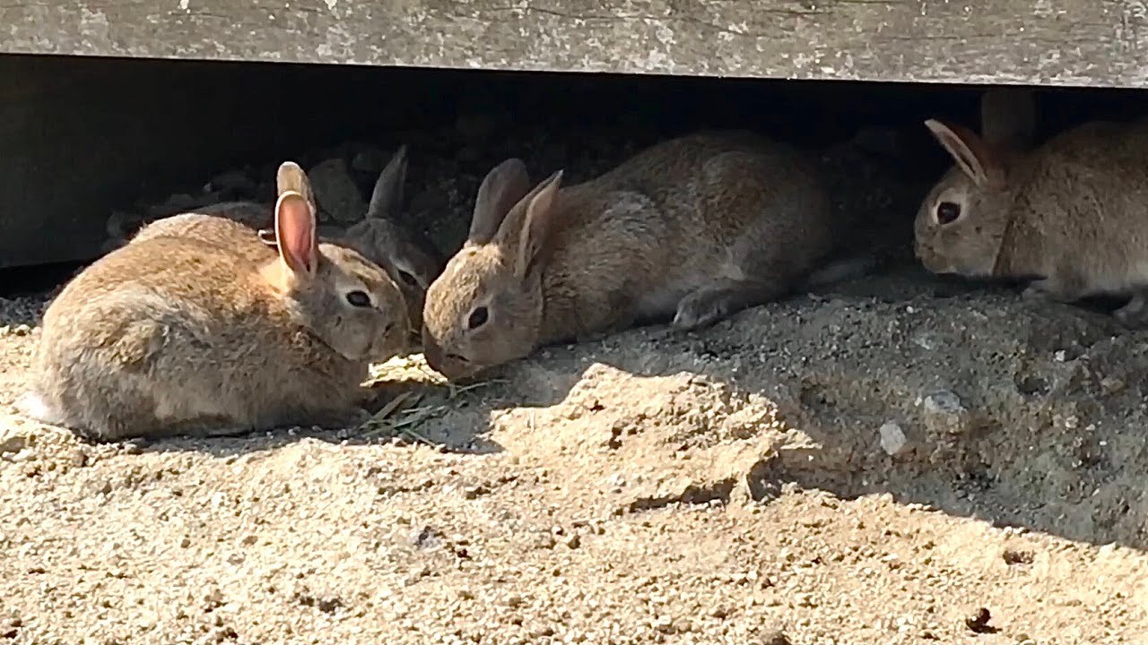 The cutest baby rabbits in the universe - YouTube