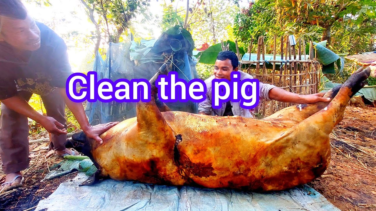 the pig Cleang like this। Method of cleaning large pigs। Village ...
