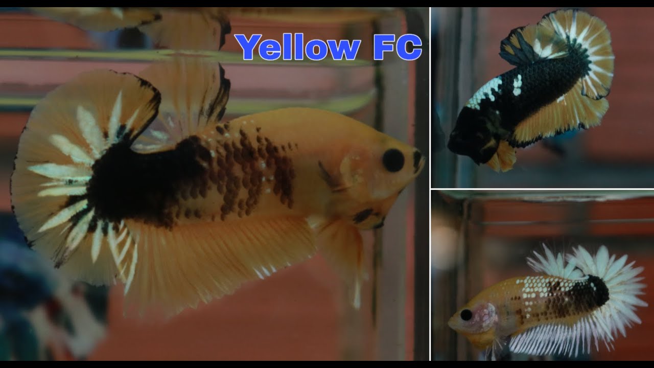 Đợt cá Betta 11/1 Yellow Fancy, FCCP mai vàng giá rẻ 30k up☆0795898698 ...
