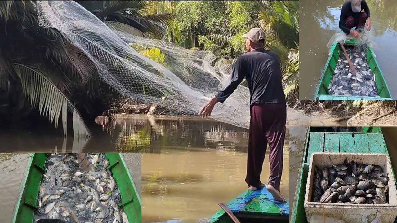menjala ikan mujair - YouTube