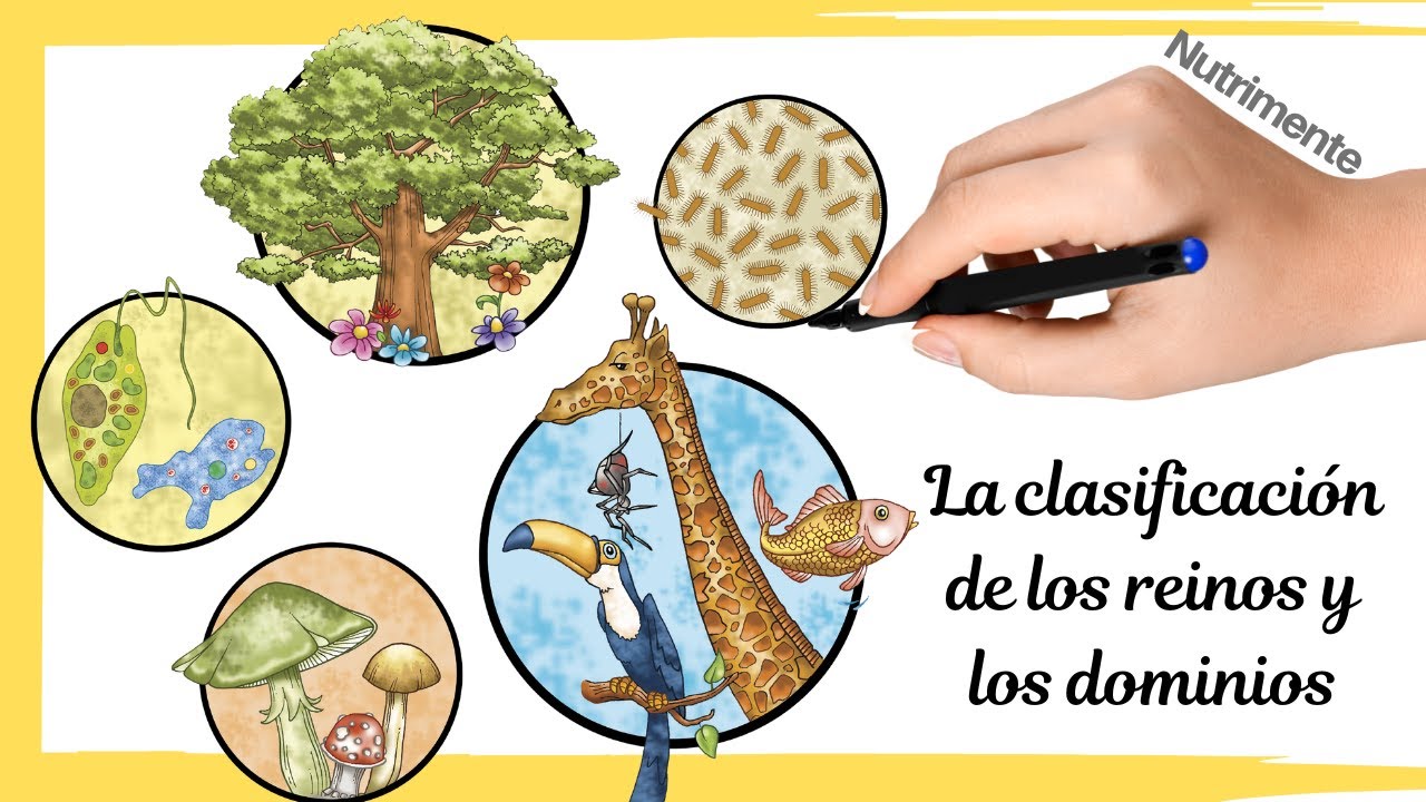 La clasificación de los REINOS y los DOMINIOS - YouTube