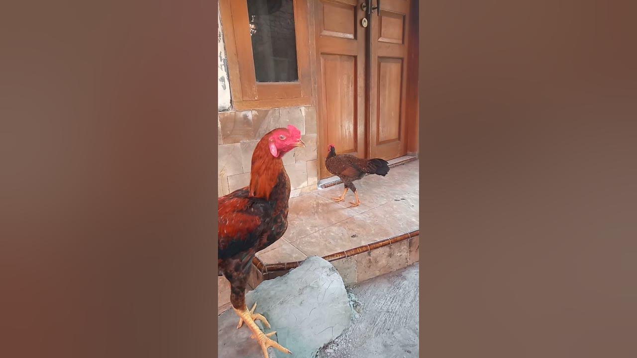 Jedok pejantan tangguh #pecintaayam #ayamkesayangan - YouTube