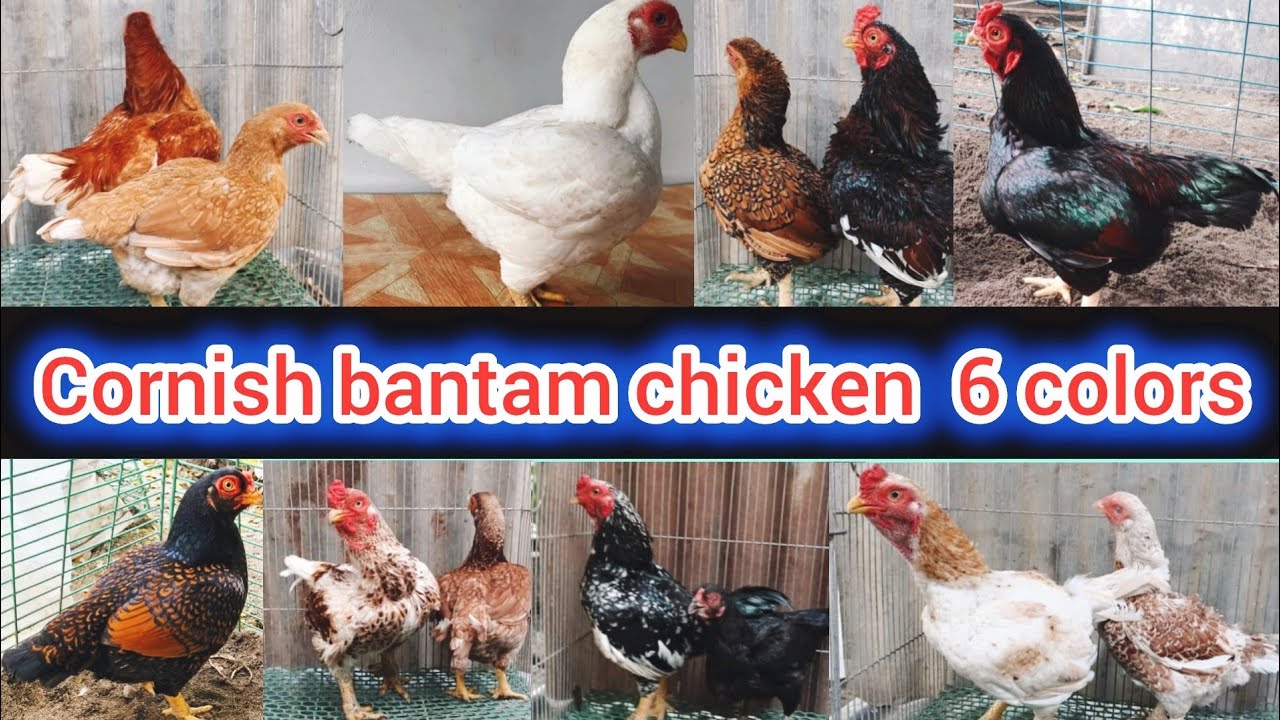 Cornish bantam chickens | Top 6 colors of Cornish bantam chicken ...